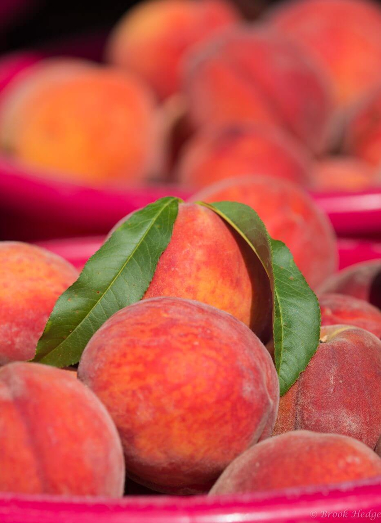 Bennett Orchards - Bennett Peach Varieties
