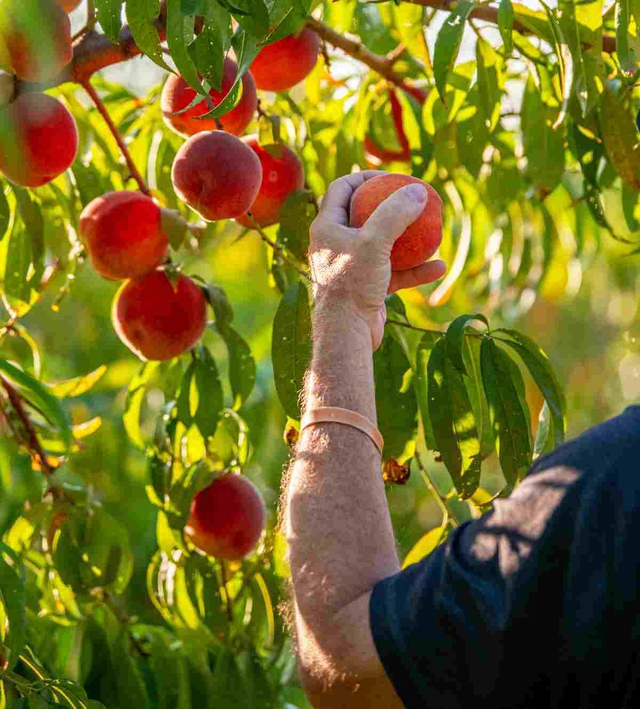 Bennett Orchards - Your Picking Experience